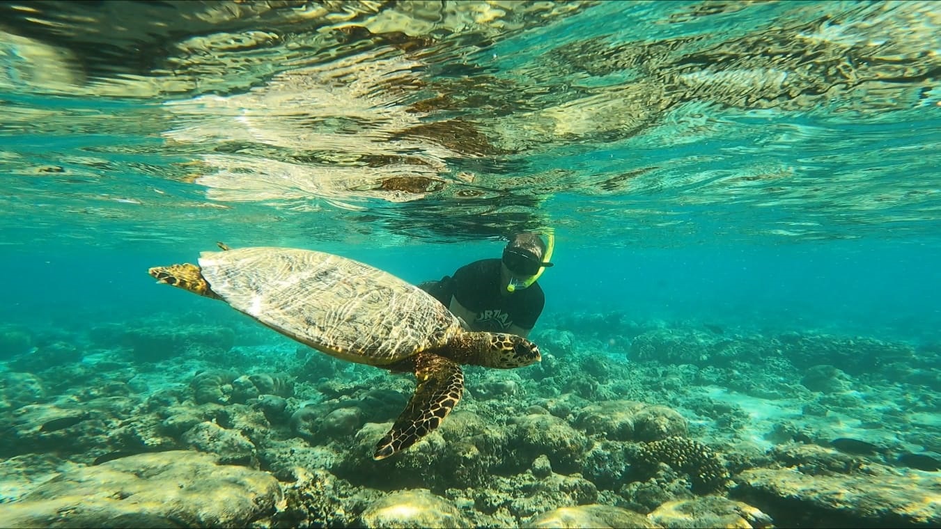 Maldives Resorts Mark World Turtle Day – Hotelier Maldives