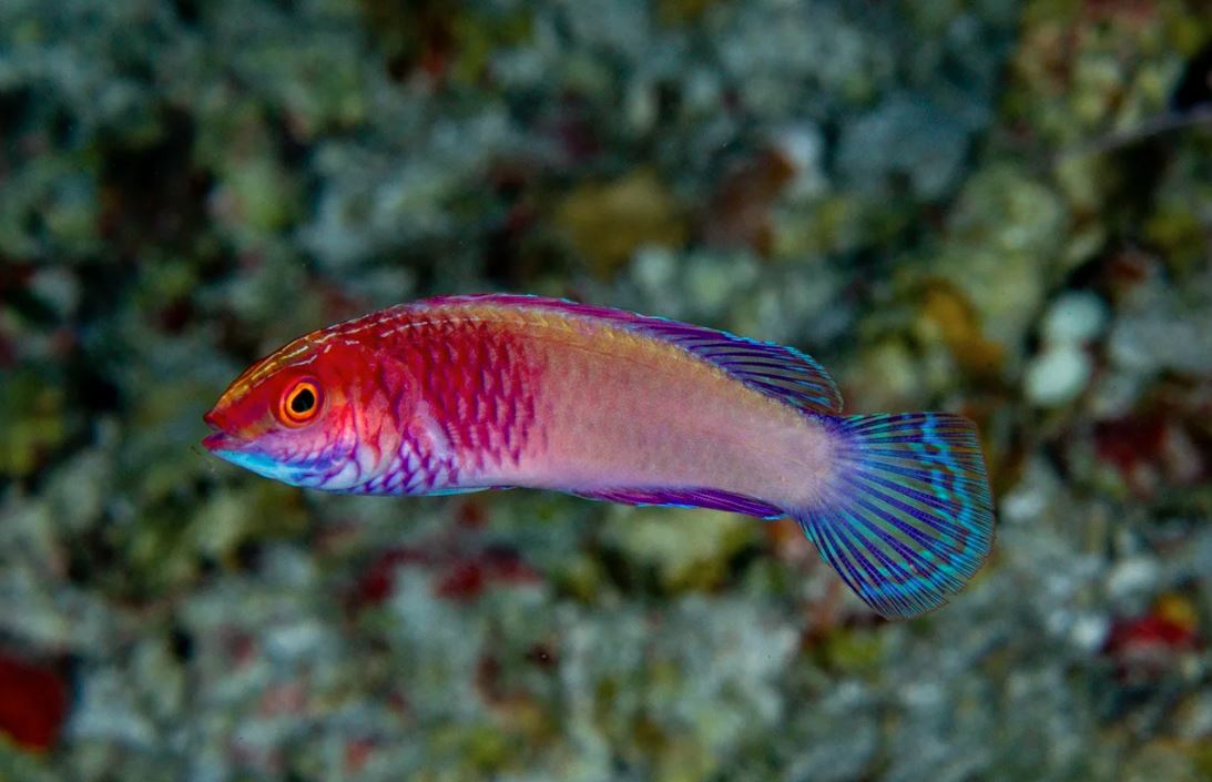‘Cirrhilabrus Finifenmaa’ – The New Fish Species Discovered in Maldives ...