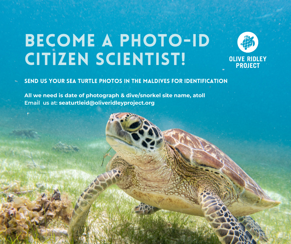 Olive Ridley Project Launches Sea Turtle Photo-Identification Campaign ...