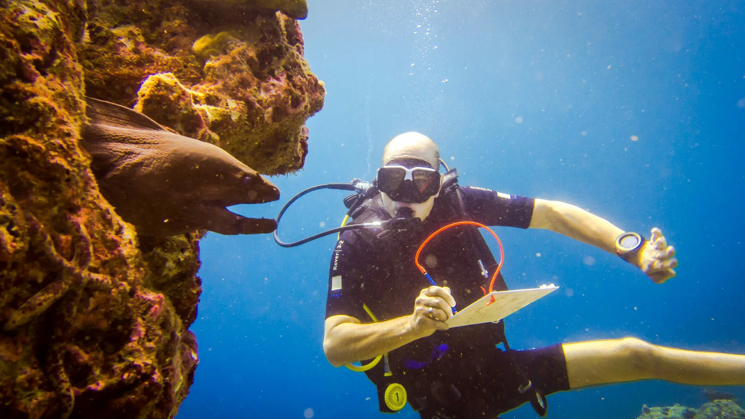 The Westin Maldives Miriandhoo Resort offers manta ray adventure with ...