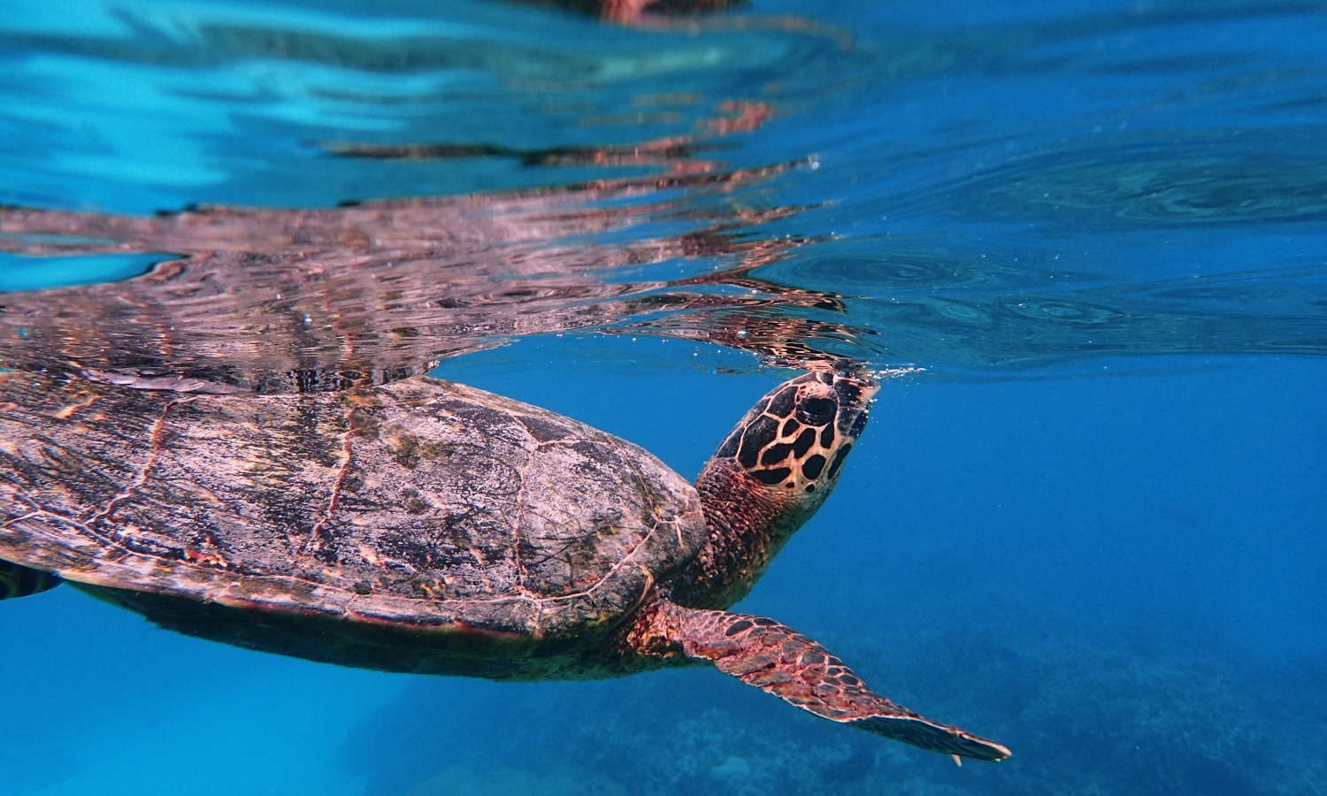 Baros Maldives offers memorable underwater adventure with Eco Explorer ...