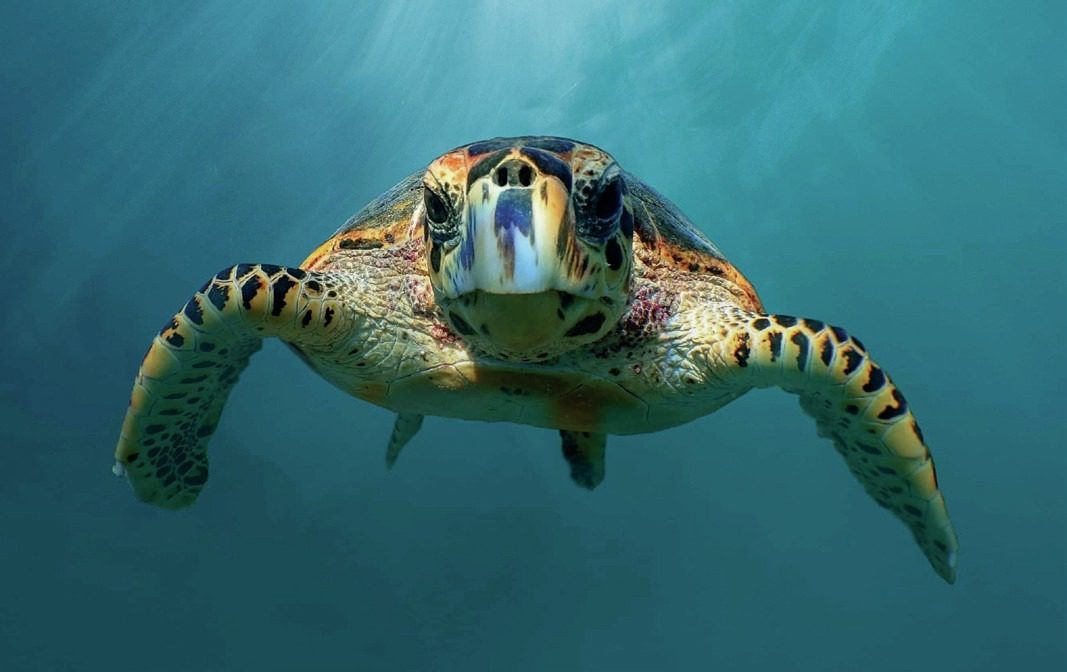 Amilla Maldives partners with local NGO to protect turtles – Hotelier ...