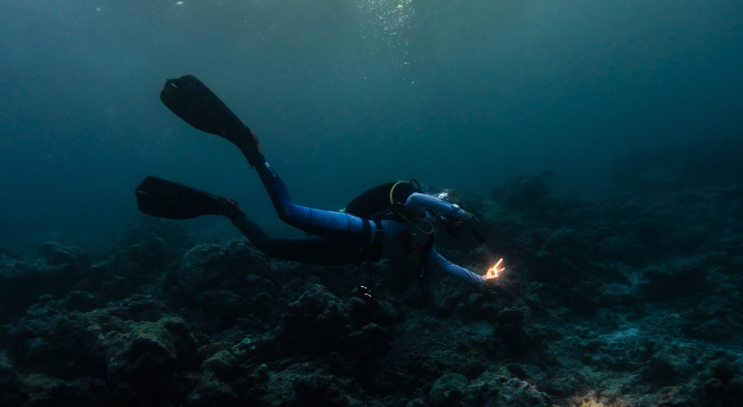 Celebrate International PADI Women’s Dive Day with Manta Rays at The ...
