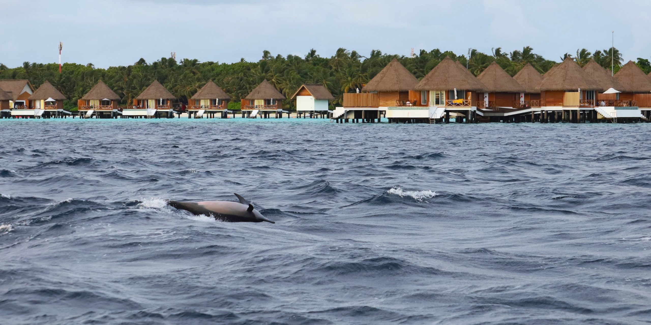 Mercure Maldives Kooddoo partners with MaRHE Centre for dolphin ...