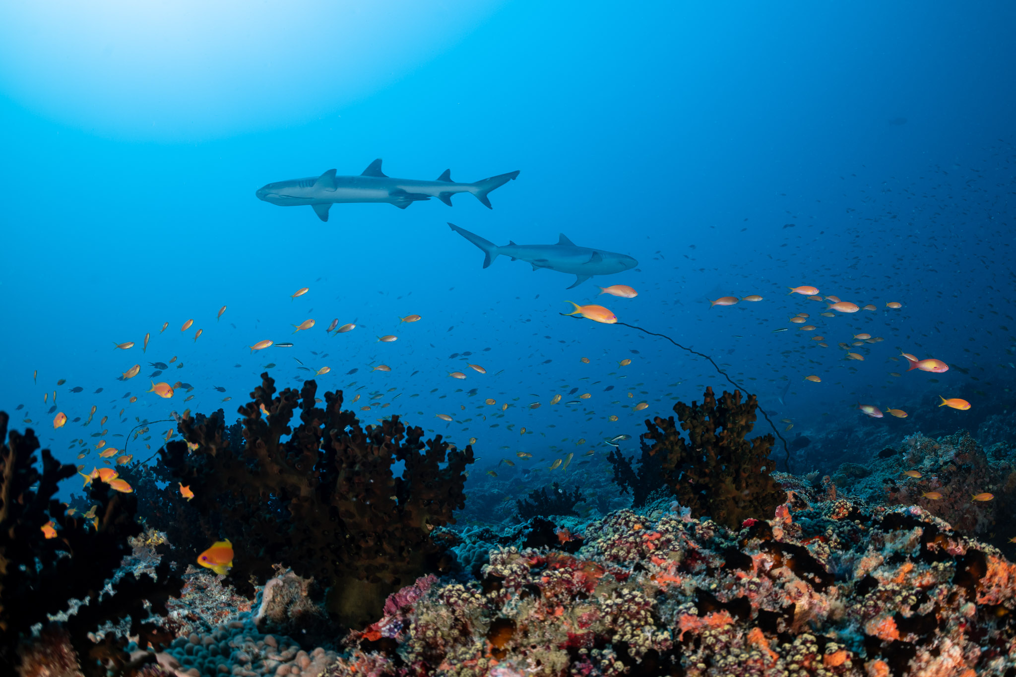 Kandooma Maldives unveils exclusive dive package for certified divers ...