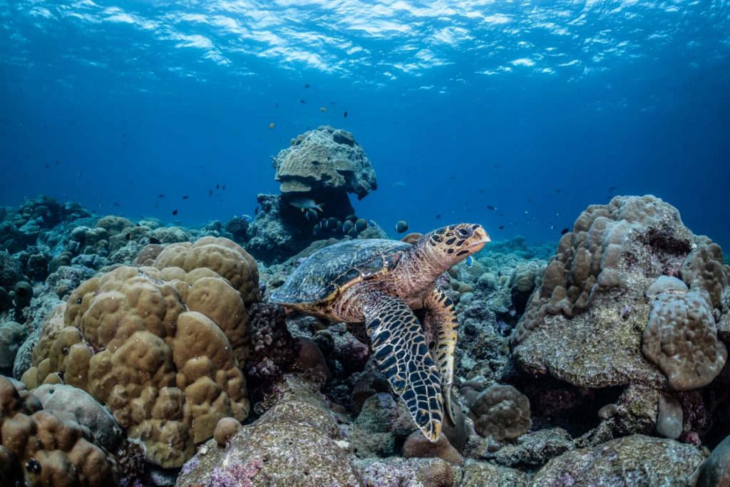 Six Senses Kanuhura renews title sponsorship of Lhaviyani Turtle ...