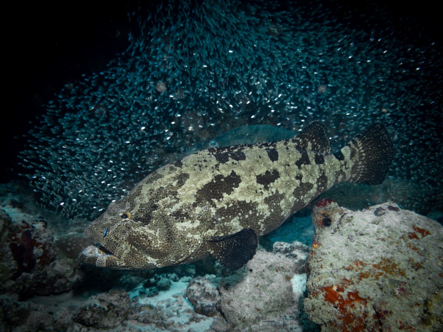 Maldives Introduces New Measures to Protect Wild Grouper Fish ...