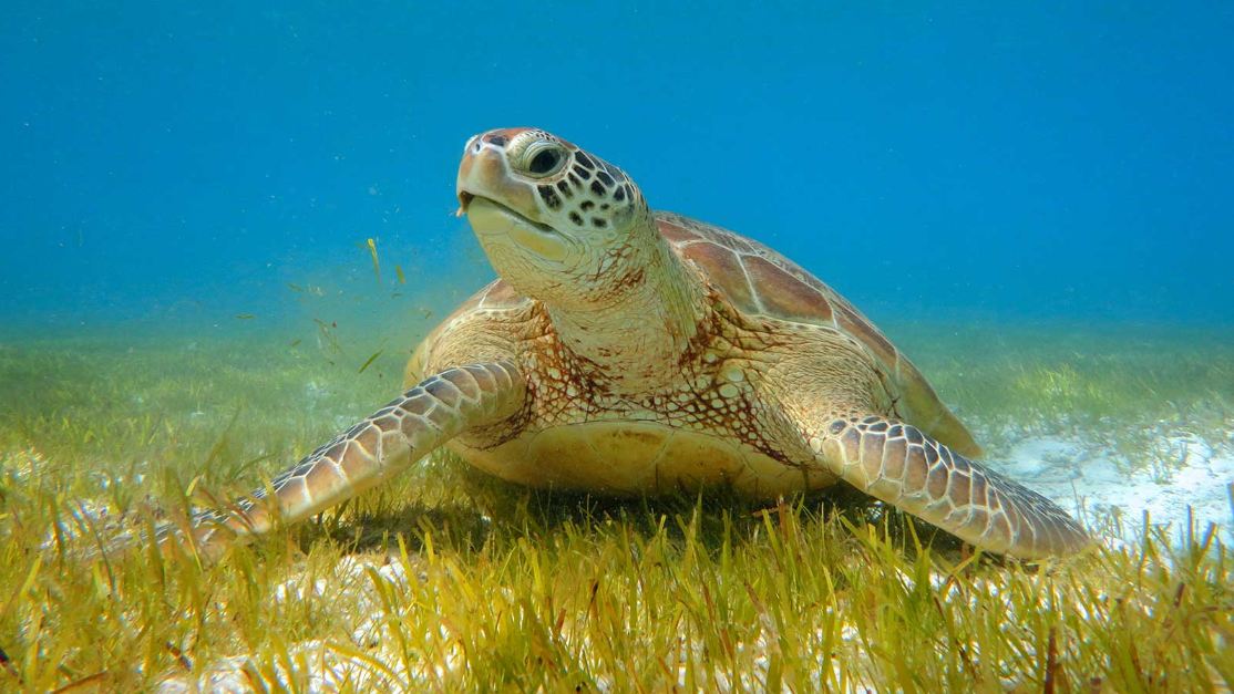 Happy World Turtle Day: Celebrating the shelled guardians of the ...