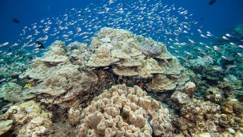 Lars Petre and the story behind the islands in Lhaviyani Atoll ...