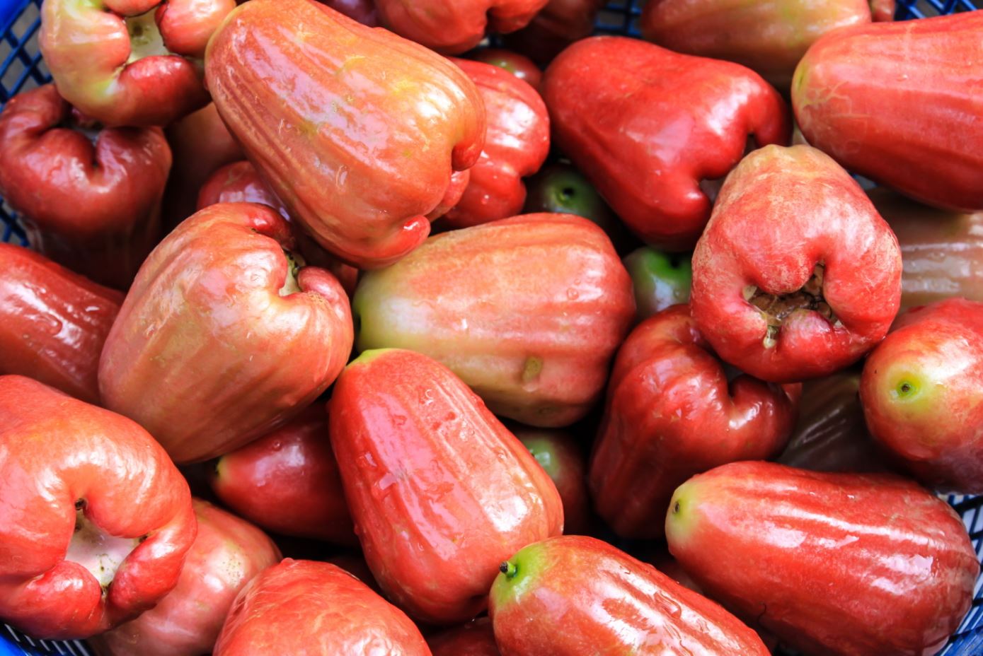 DELI UNITED: Top-quality tropical fruits and vegetables – Hotelier Maldives
